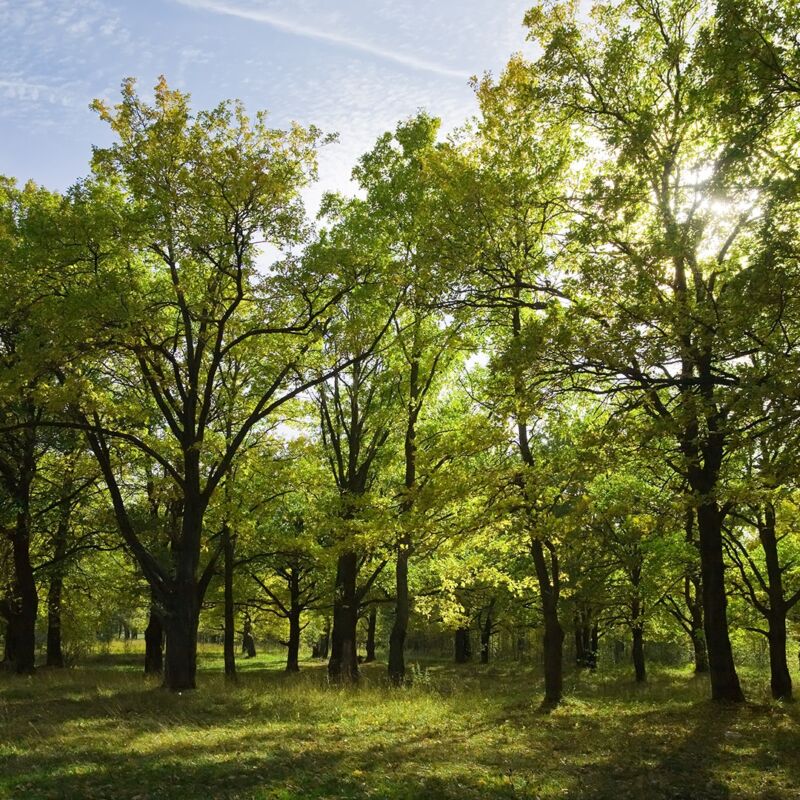 Entretien de forêt - Nos Grandes Forêts