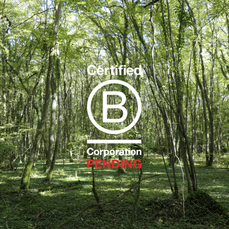 Nos Grandes Forêt : en route pour l’obtention de la certification B-corp - Nos Grandes Forêts